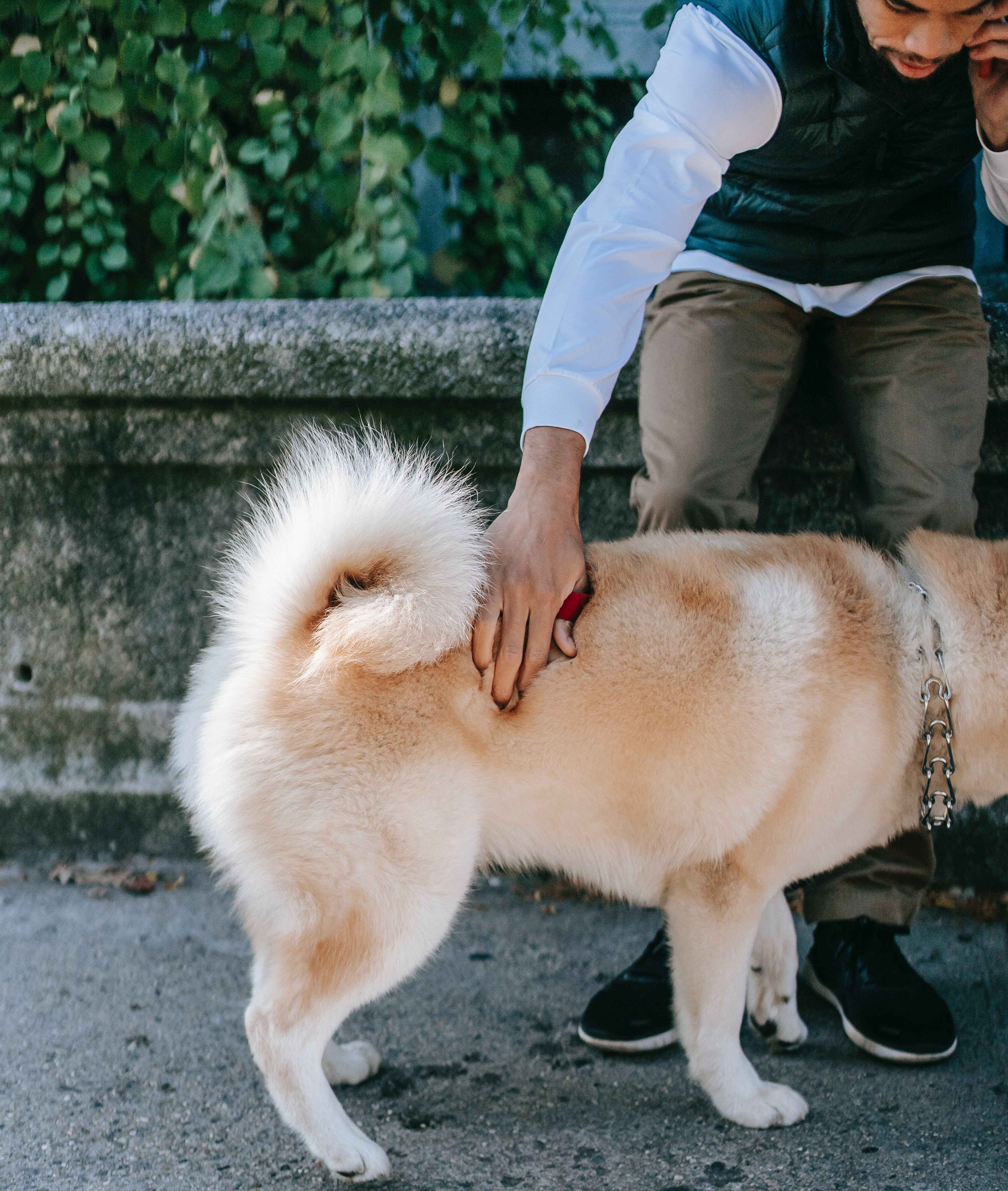 Dog Got the Runs? Vet Tips for Diarrhea Management and Control – Petlio